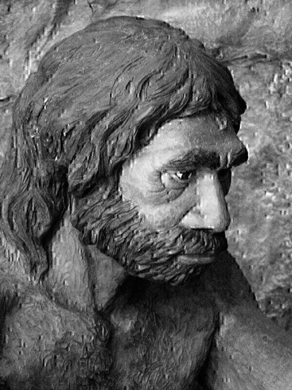 Did Neanderthals Eat Vegetables? Chromatography Today