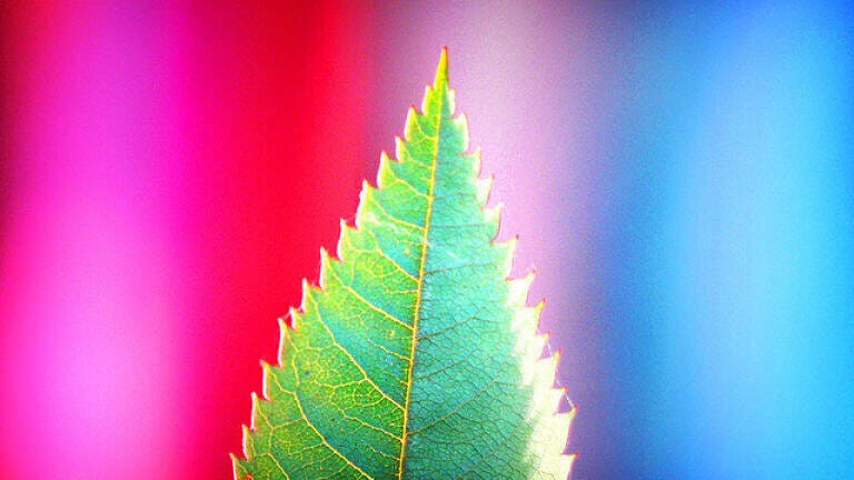 How to See a Rainbow in a Leaf – Chromatography for Kids Chromatography ...